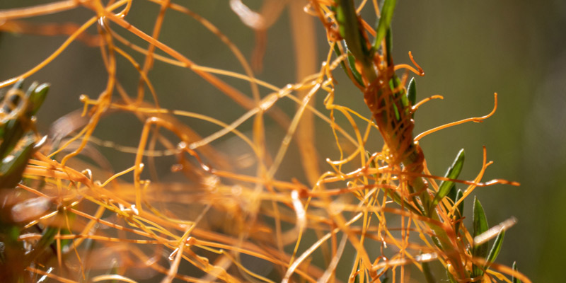 SCV Field Guide: Dodder (VIDEO) - SCV Hikes